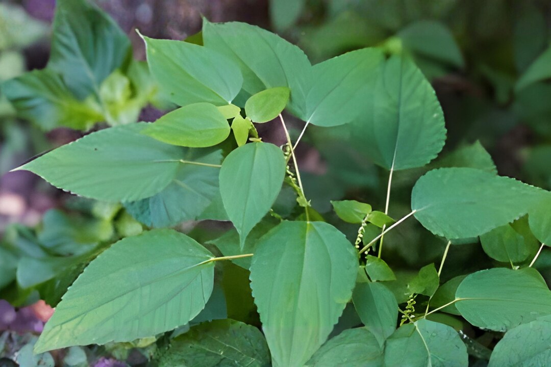 False Nettle (100) | Native Seeds - Etsy