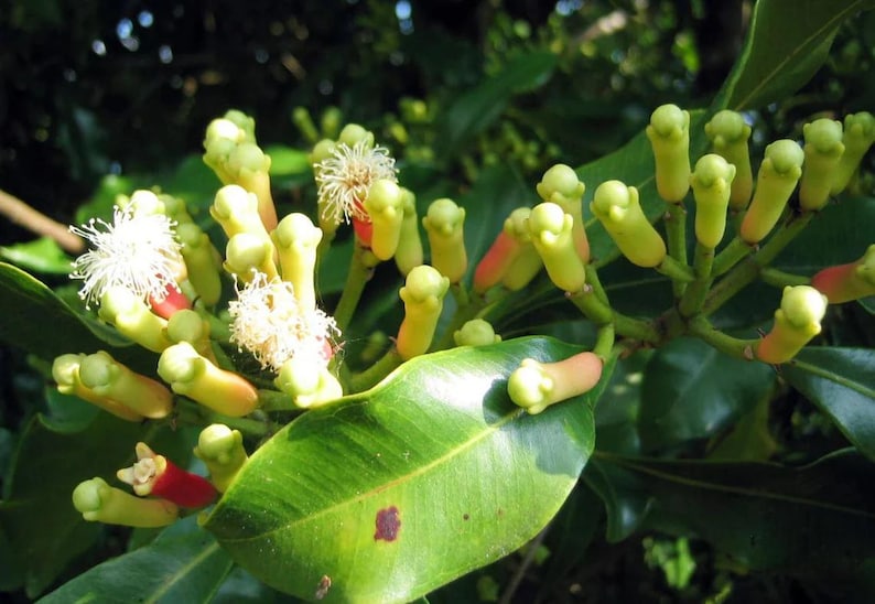 Organic Whole Cloves - Fresh Spice, Herbal Tea Ingredient - Etsy