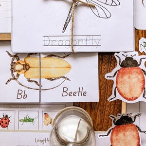 Montessori Morning Basket Mini Beasts Unit Study Nature Study Bees Ants ...