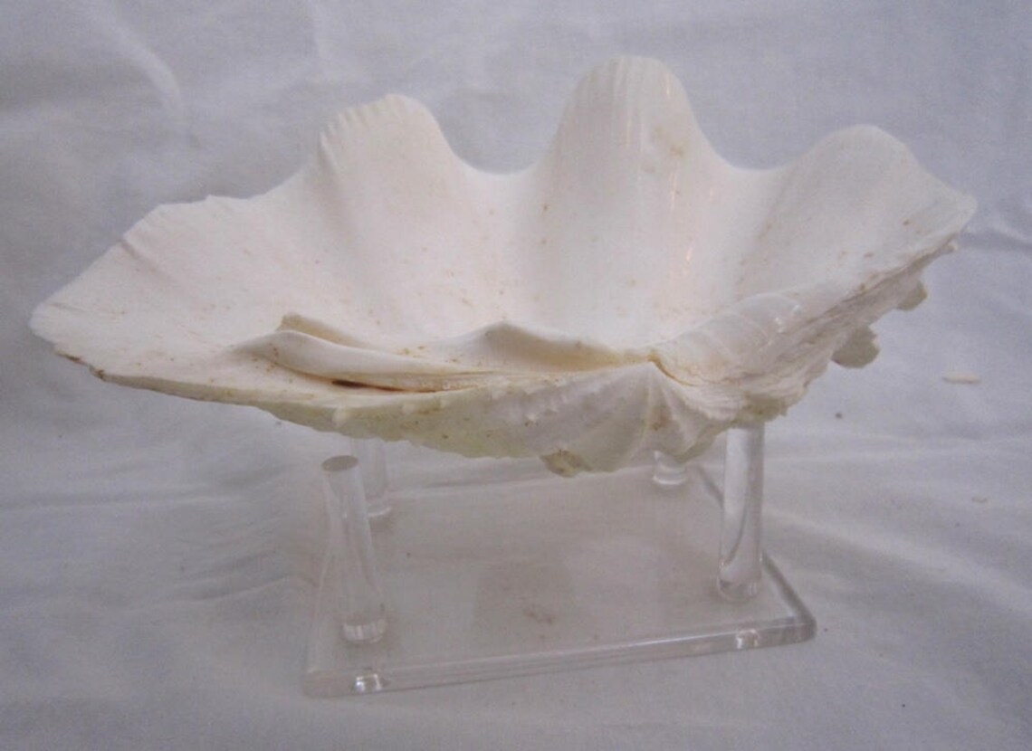 Ruffled Clam Shell, With Stand - Etsy
