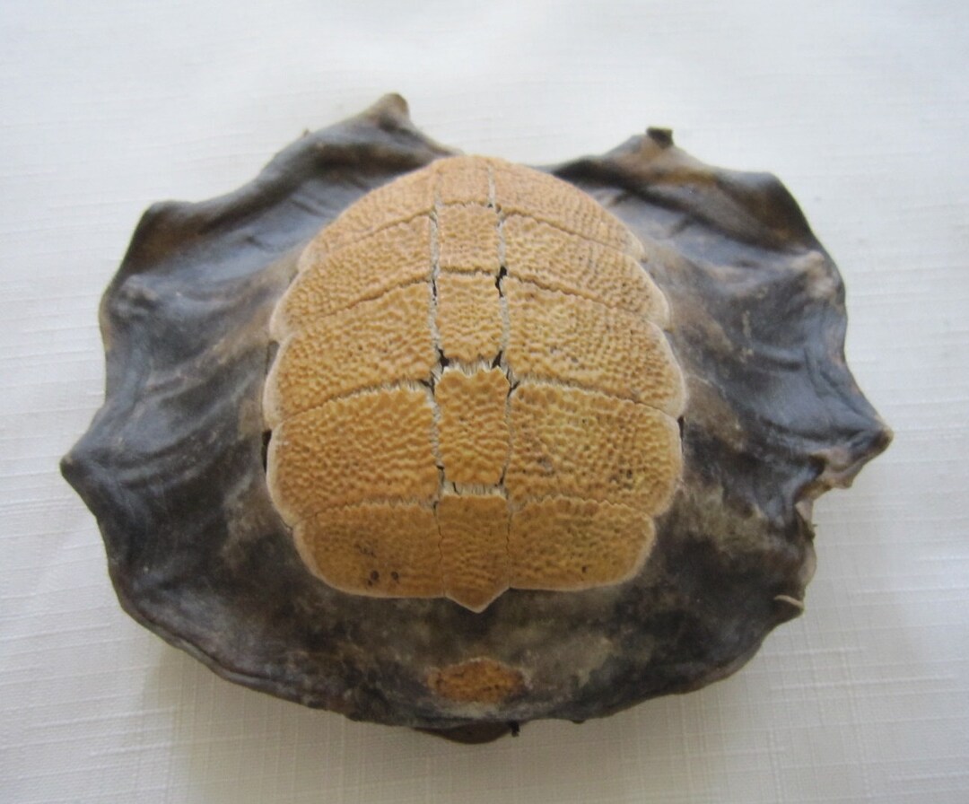 Rare Ruffled Turtle Shell - Etsy