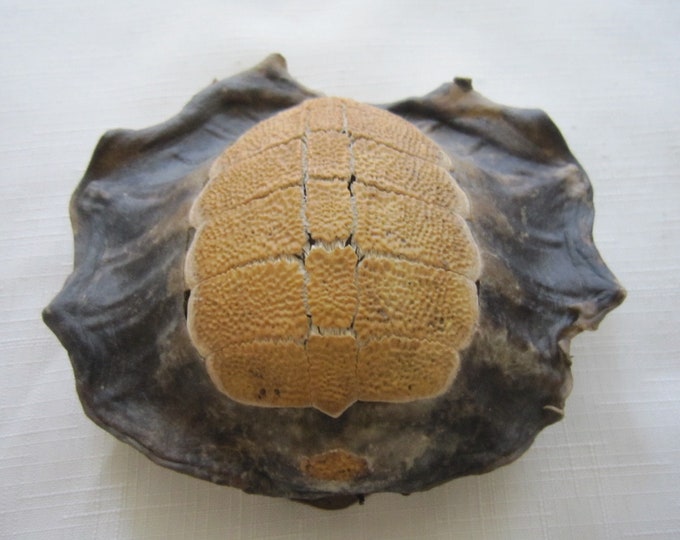 Rare Ruffled Turtle Shell - Etsy