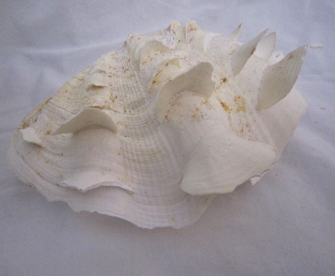 Ruffled Clam Shell, With Stand - Etsy