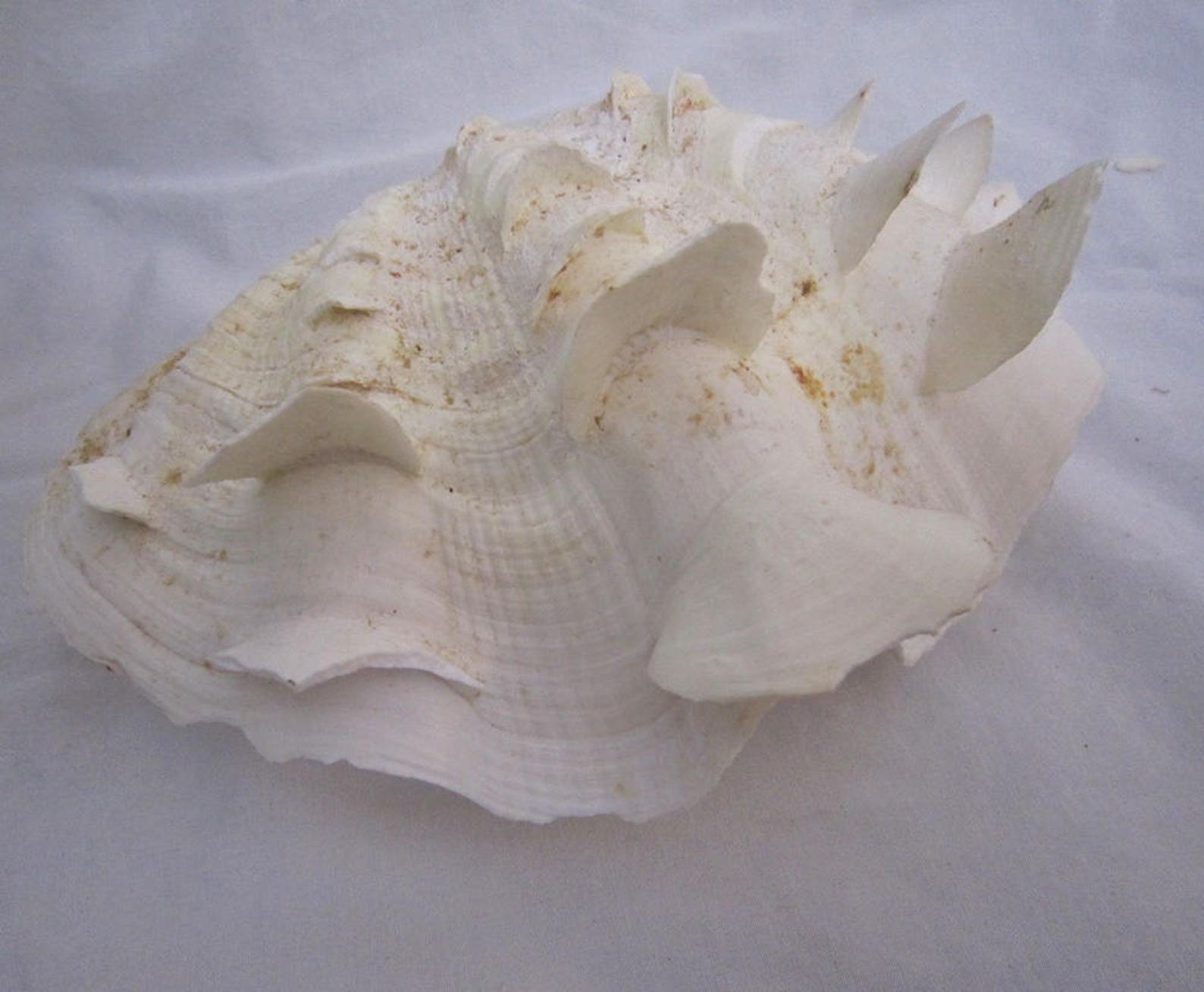 Ruffled Clam Shell, With Stand - Etsy