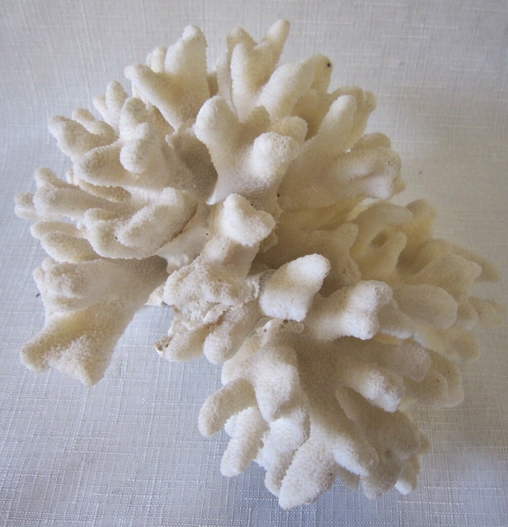 Branch Coral Specimen - Etsy