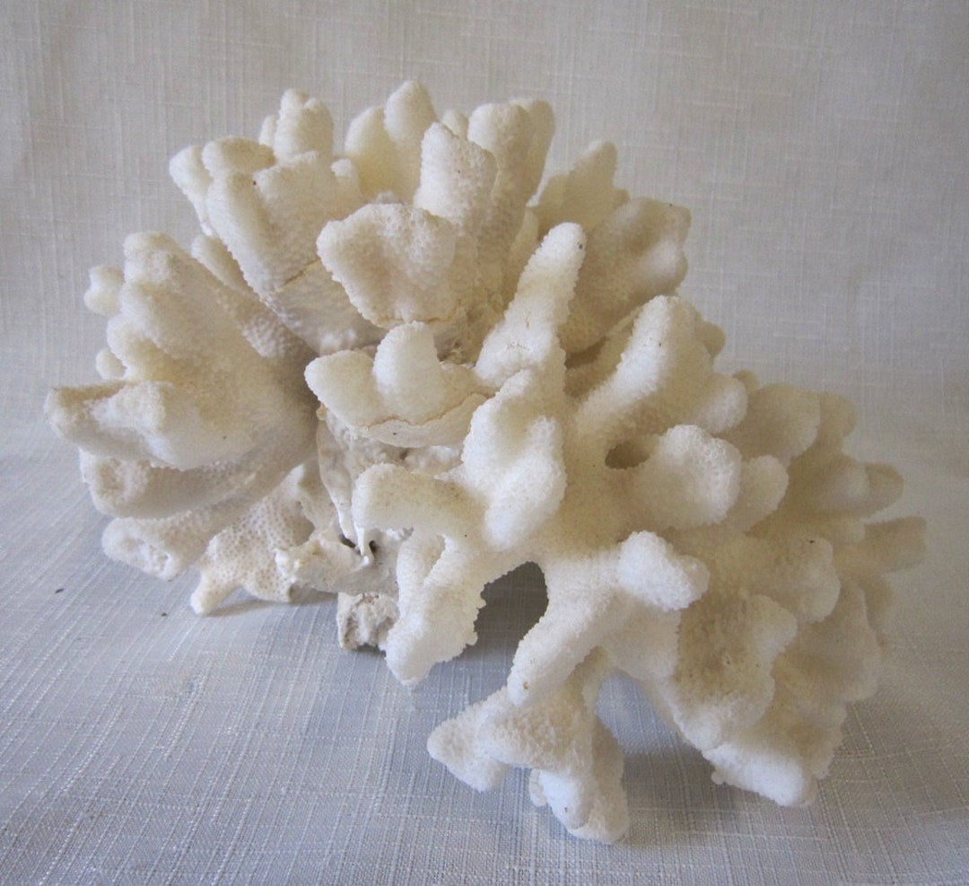 Branch Coral Specimen - Etsy