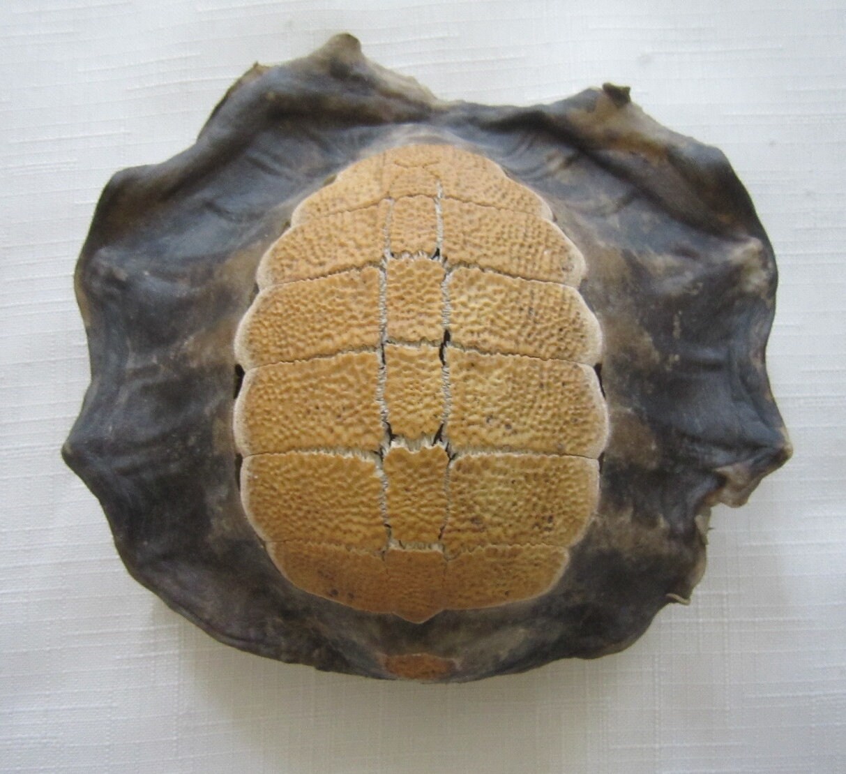 Rare Ruffled Turtle Shell - Etsy