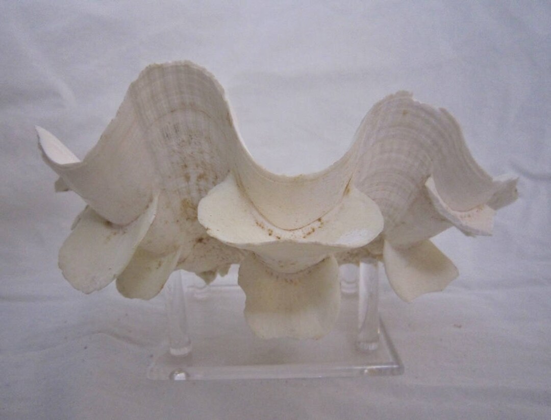 Ruffled Clam Shell, With Stand - Etsy