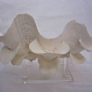 Ruffled Clam Shell, With Stand - Etsy
