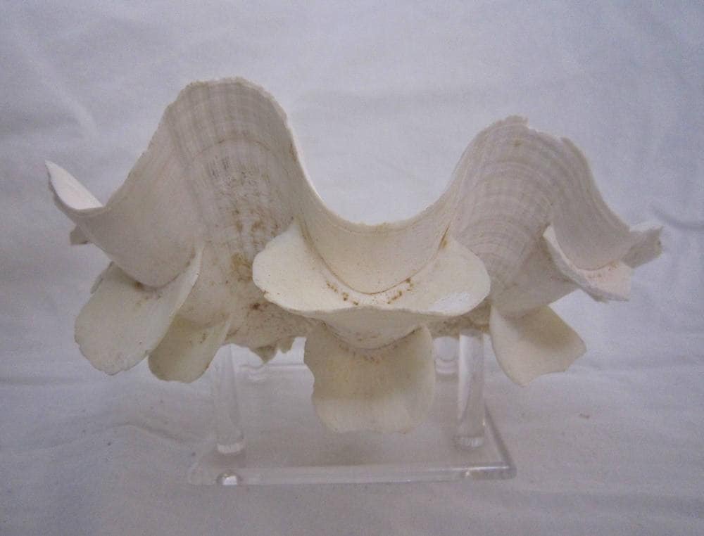 Ruffled Clam Shell, With Stand - Etsy