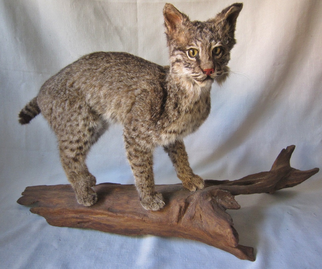 Vintage Full Body Taxidermy Mount Bobcat - Etsy Norway