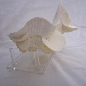 Ruffled Clam Shell, With Stand - Etsy