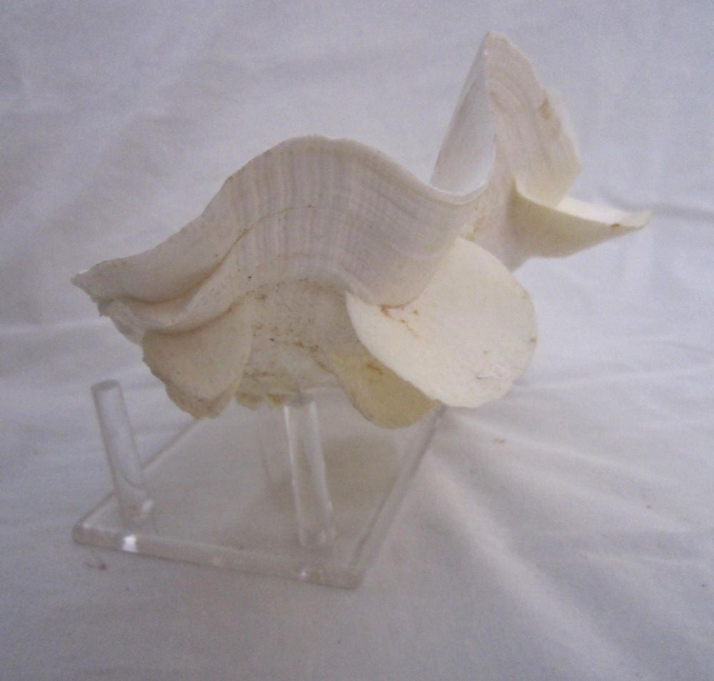 Ruffled Clam Shell, With Stand - Etsy
