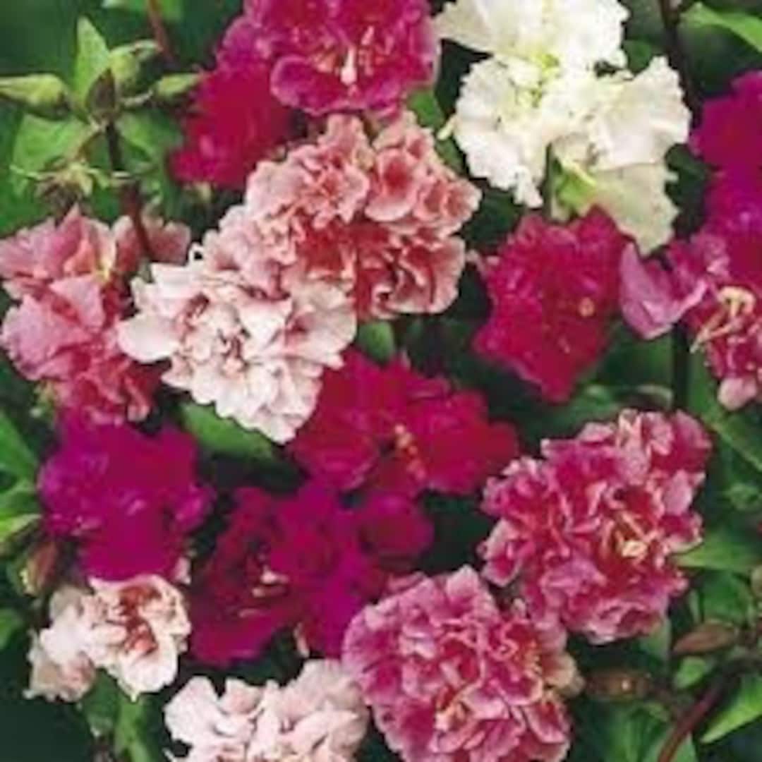 100 HEIRLOOM DOUBLE Clarkia Elegans Mix Flower Seeds - Etsy