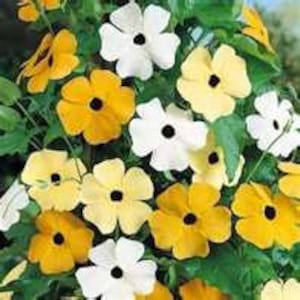 35 HEIRLOOM Black-eyed Susan Susie Mix Vine Flower Seeds - Etsy