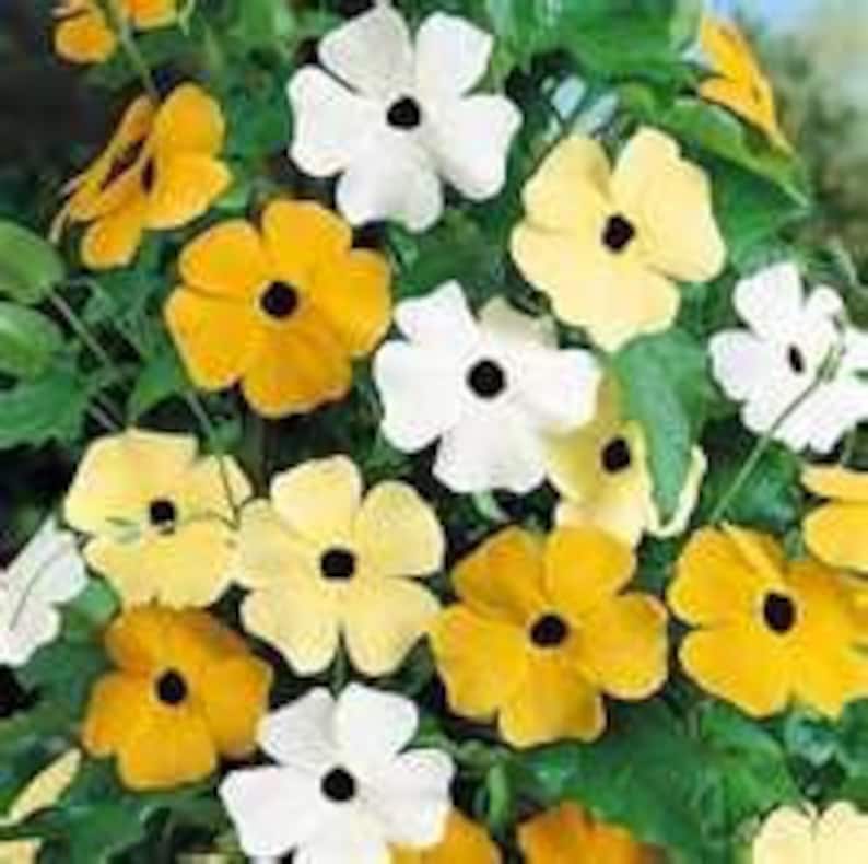 35 HEIRLOOM Black-eyed Susan Susie Mix Vine Flower Seeds - Etsy