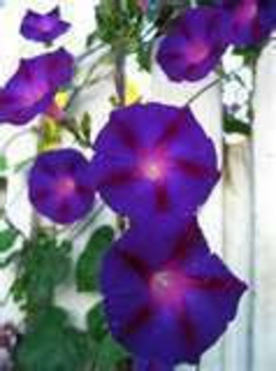50 HEIRLOOM Morning Glory Grandpa Ott Flower Seeds - Etsy.de