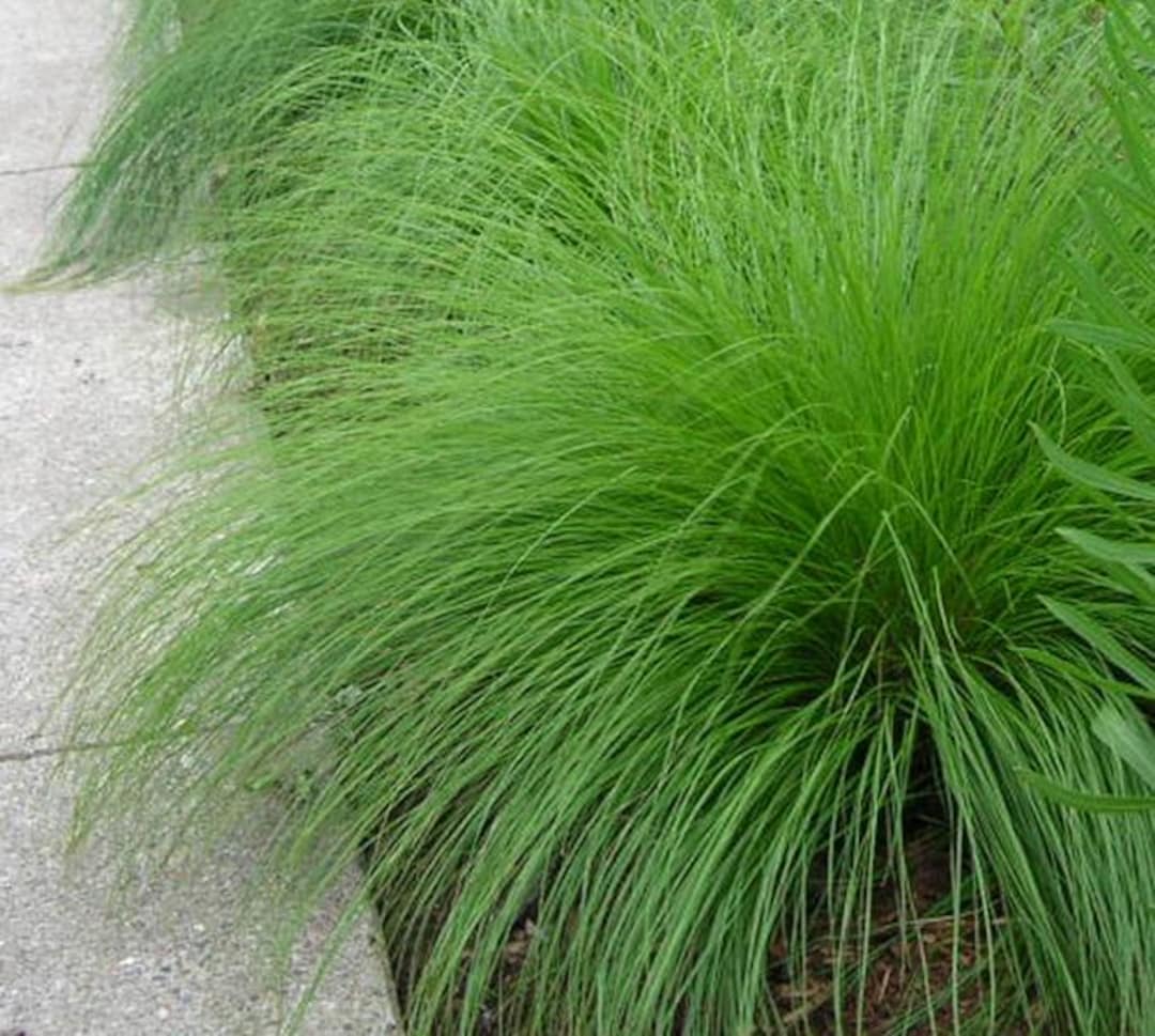 100 Ornamental Rough Dropseed (sporobolus Asper) Grass Seeds - Etsy