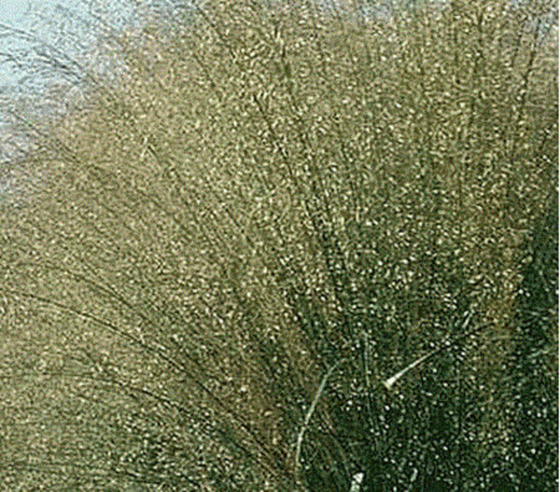 100 Ornamental Sand Love Grass Seed - Etsy
