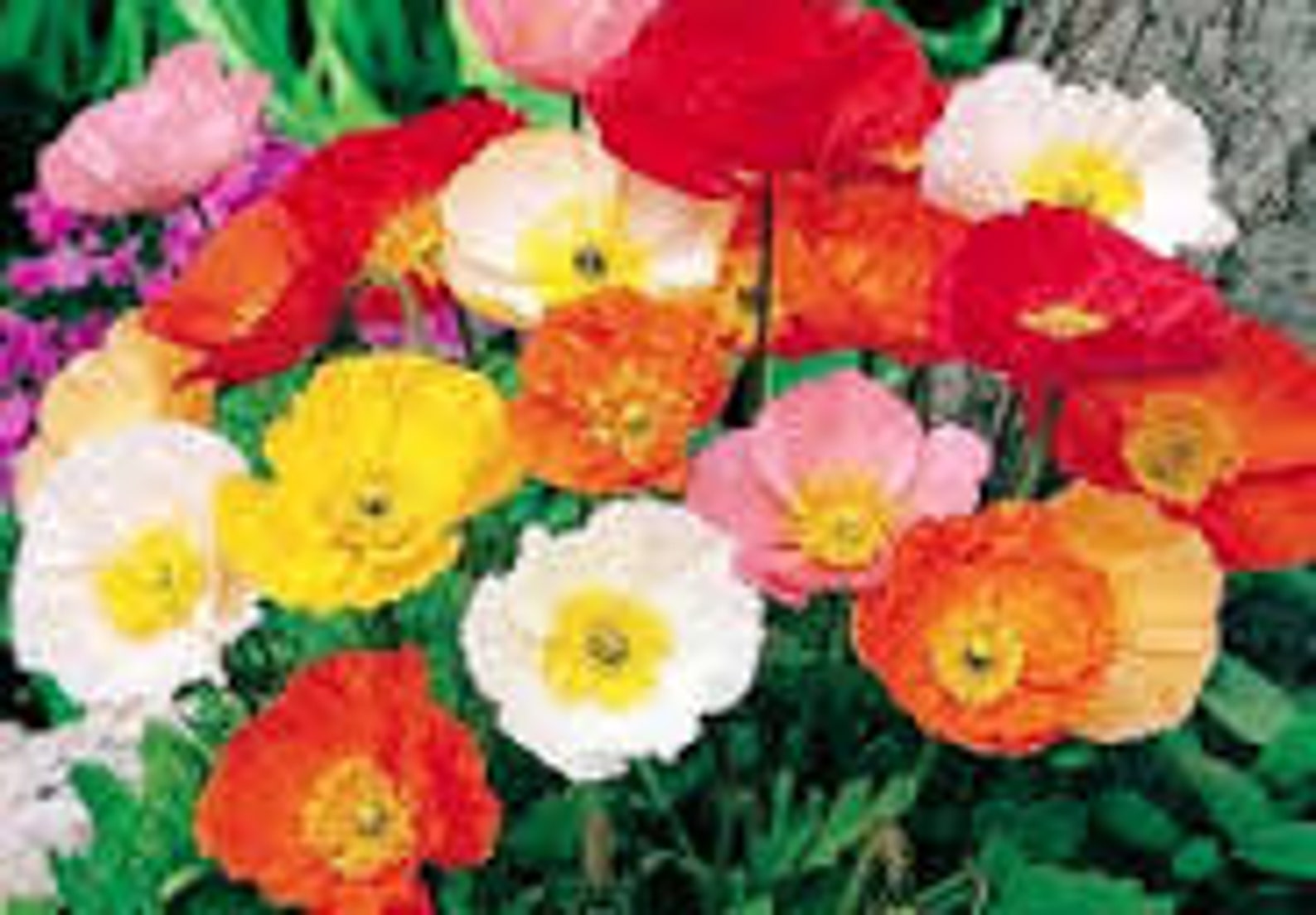 100 Iceland Poppy Mix Colors Flower Seeds - Etsy