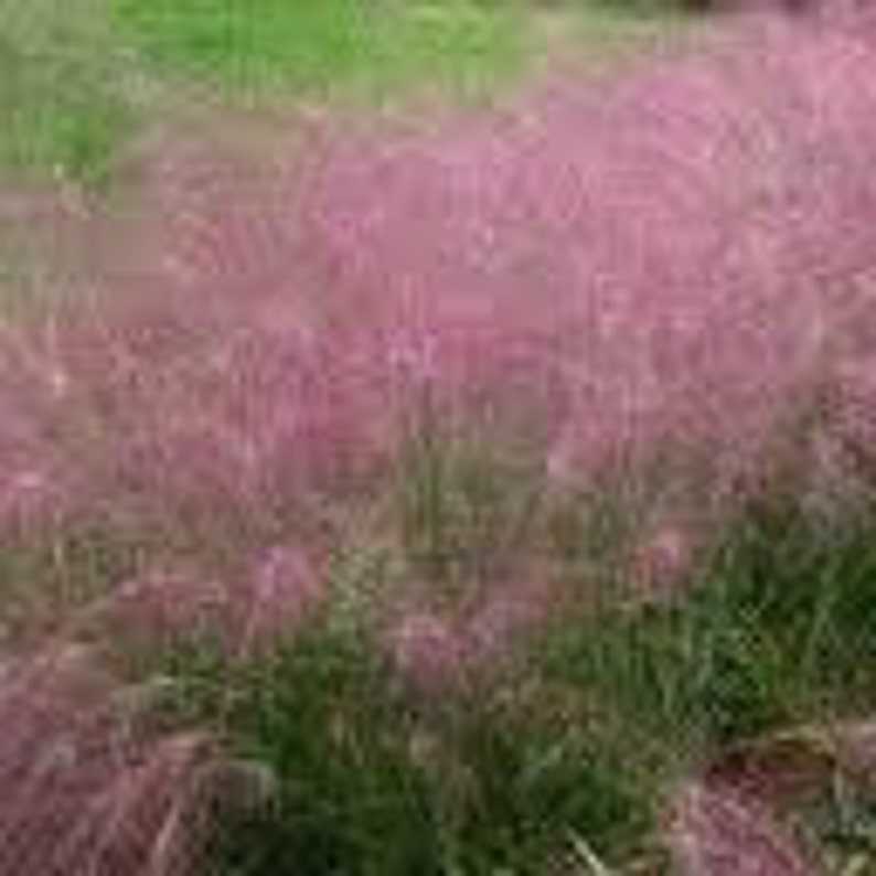 100 Ornamental Purple Love Grass Seeds - Etsy