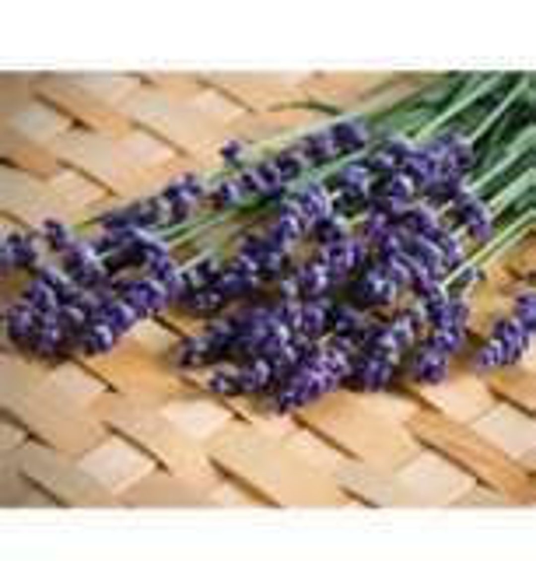 100 HEIRLOOM Evergreen Lavender 'munstead' Flower Seeds - Etsy