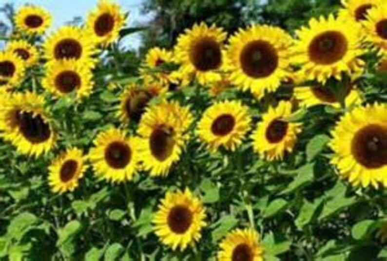 60 Heirloom Variety Gray Stripe Mammoth Sunflower Flower Seeds - Etsy