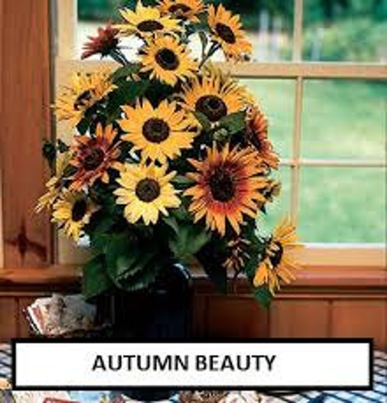 100 HEIRLOOM Autumn Beauty Sunflower Flower Seeds - Etsy