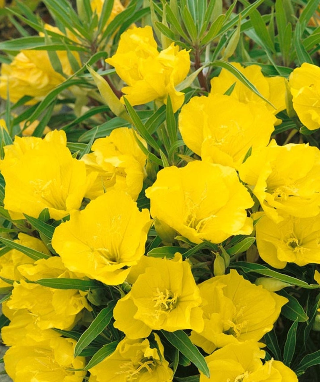 100 Heirloom Common Evening Primrose Flower Seeds - Etsy