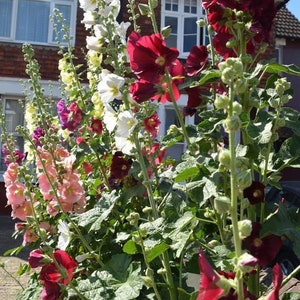 50 Heirloom Hollyhock Indian Spring Mix Flower Seeds - Etsy