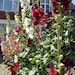 50 Heirloom Hollyhock Indian Spring Mix Flower Seeds - Etsy