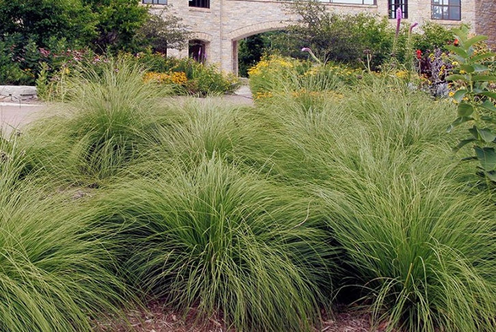 100 Ornamental Dropseed Grass Seeds (prairie) - Etsy