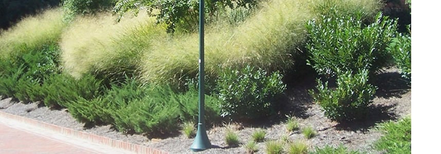 100 Ornamental Cloud Grass Seeds - Etsy