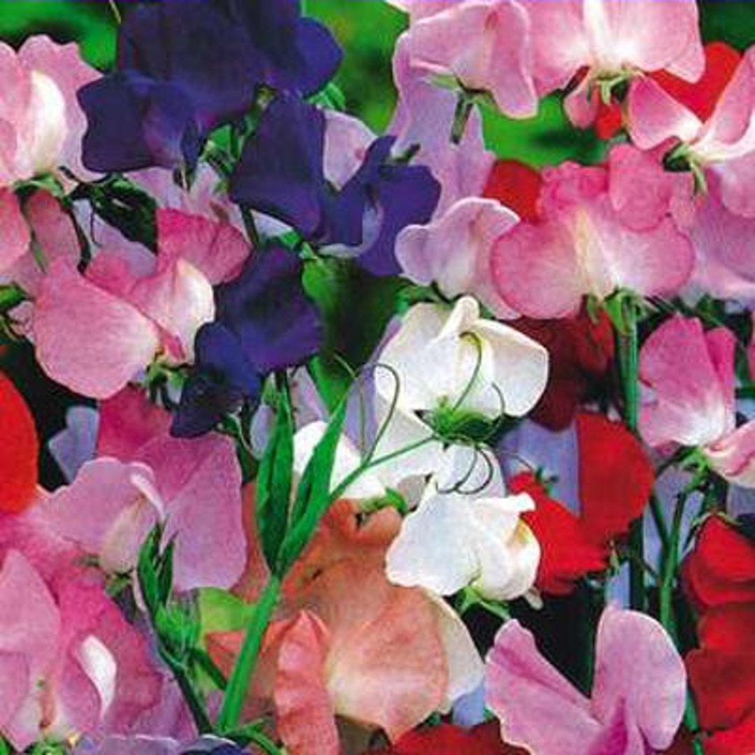 20 Heirloom Sweet Pea Royal Flower Mix Seeds - Etsy