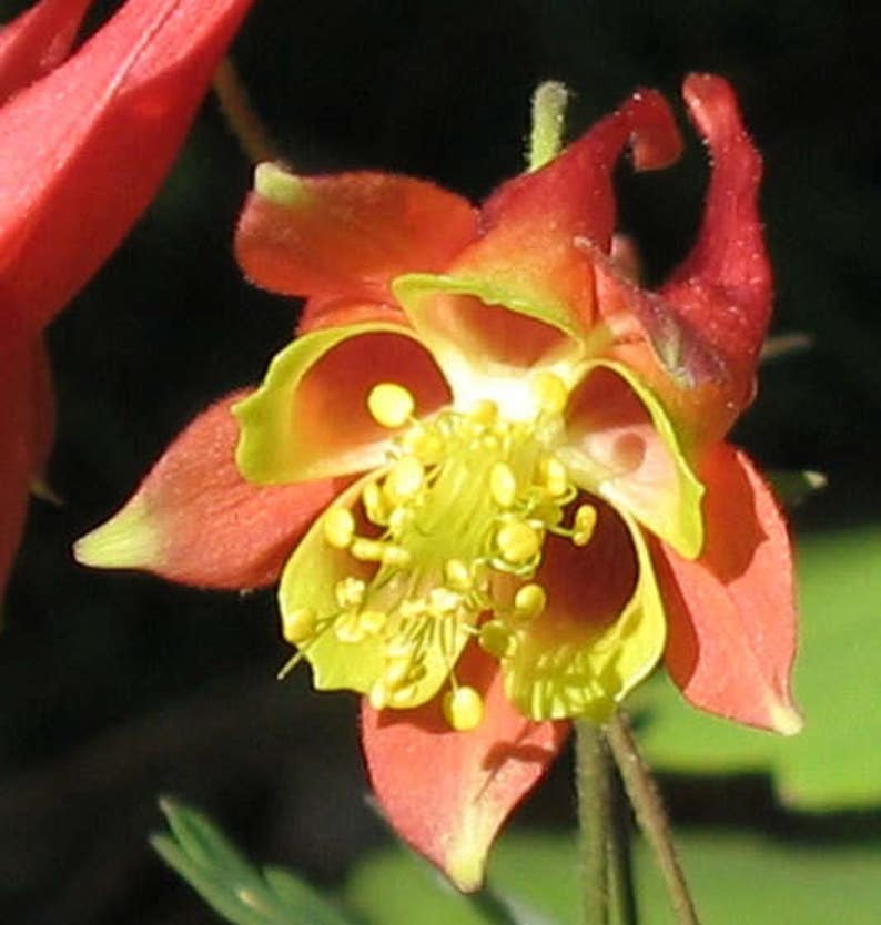 100 Heirloom Aquilegia Columbine Flower Seeds - Etsy
