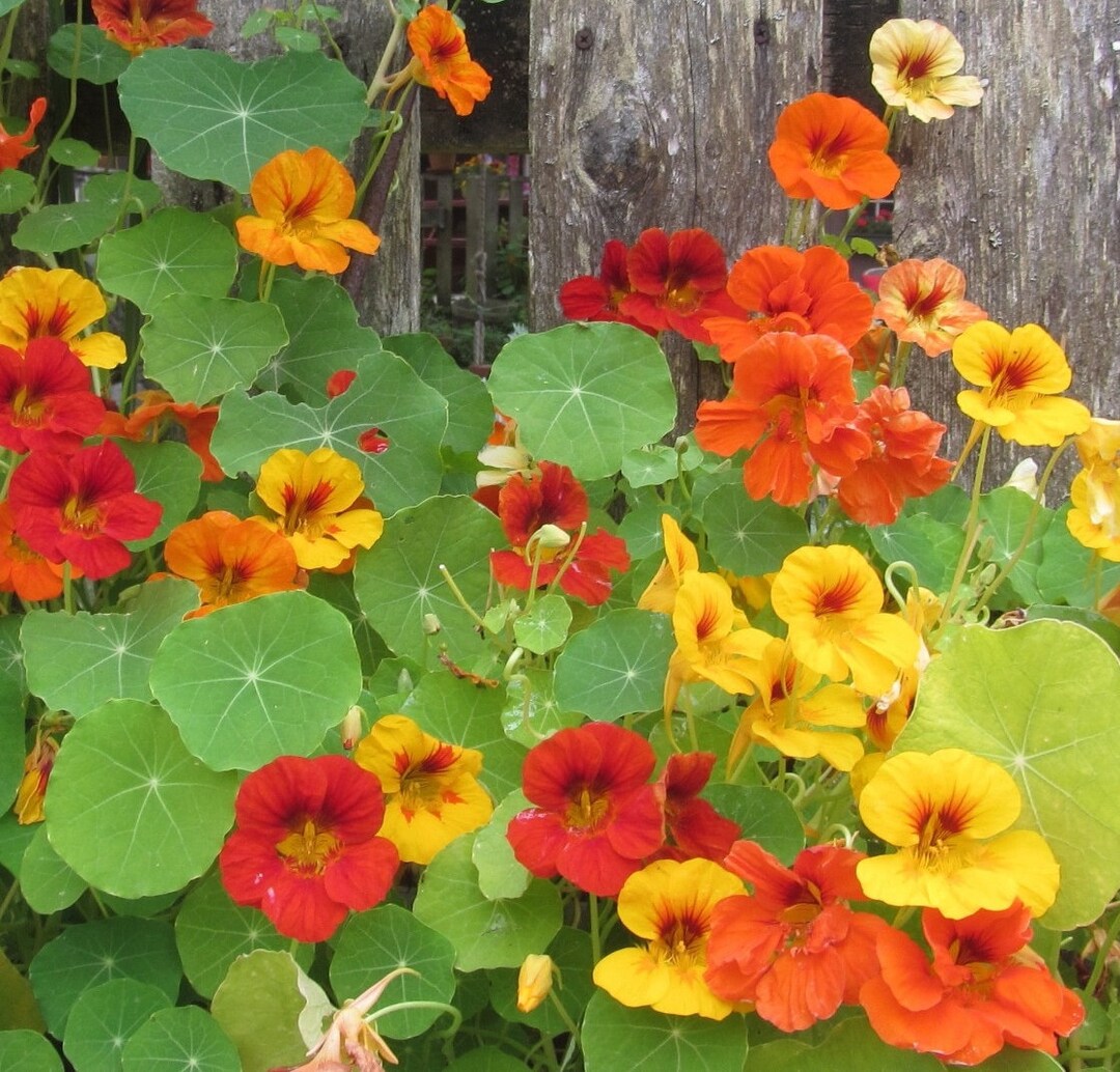 50 HEIRLOOM Nasturtium Majus Plant Climbing Vine Mix Flower Seeds - Etsy