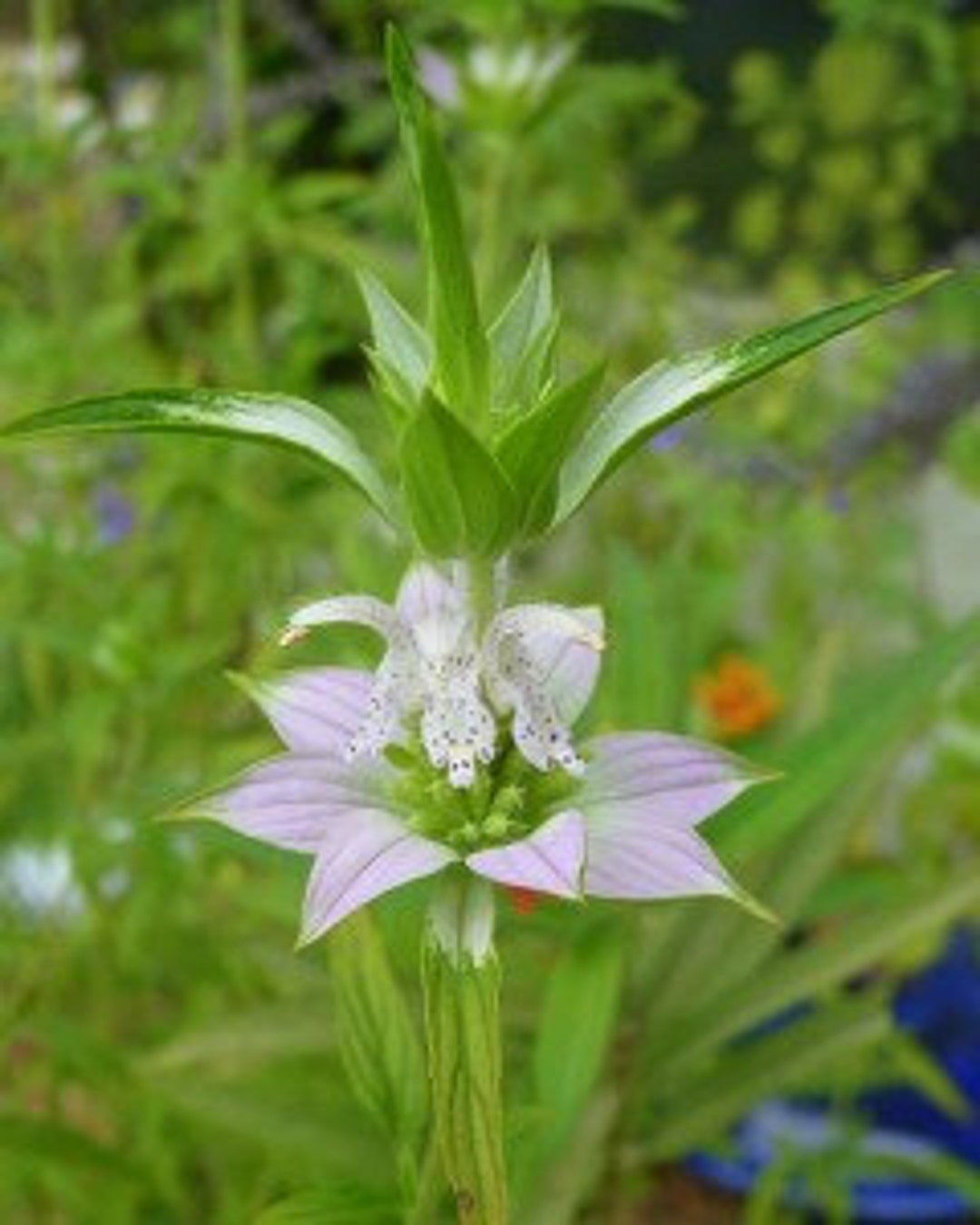 50 Spotted Beebalm Dotted Horsemint Flower Seeds - Etsy