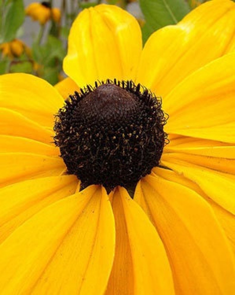 500 HEIRLOOM Black Eyed Susan Rudbeckia H Flower Seeds - Etsy