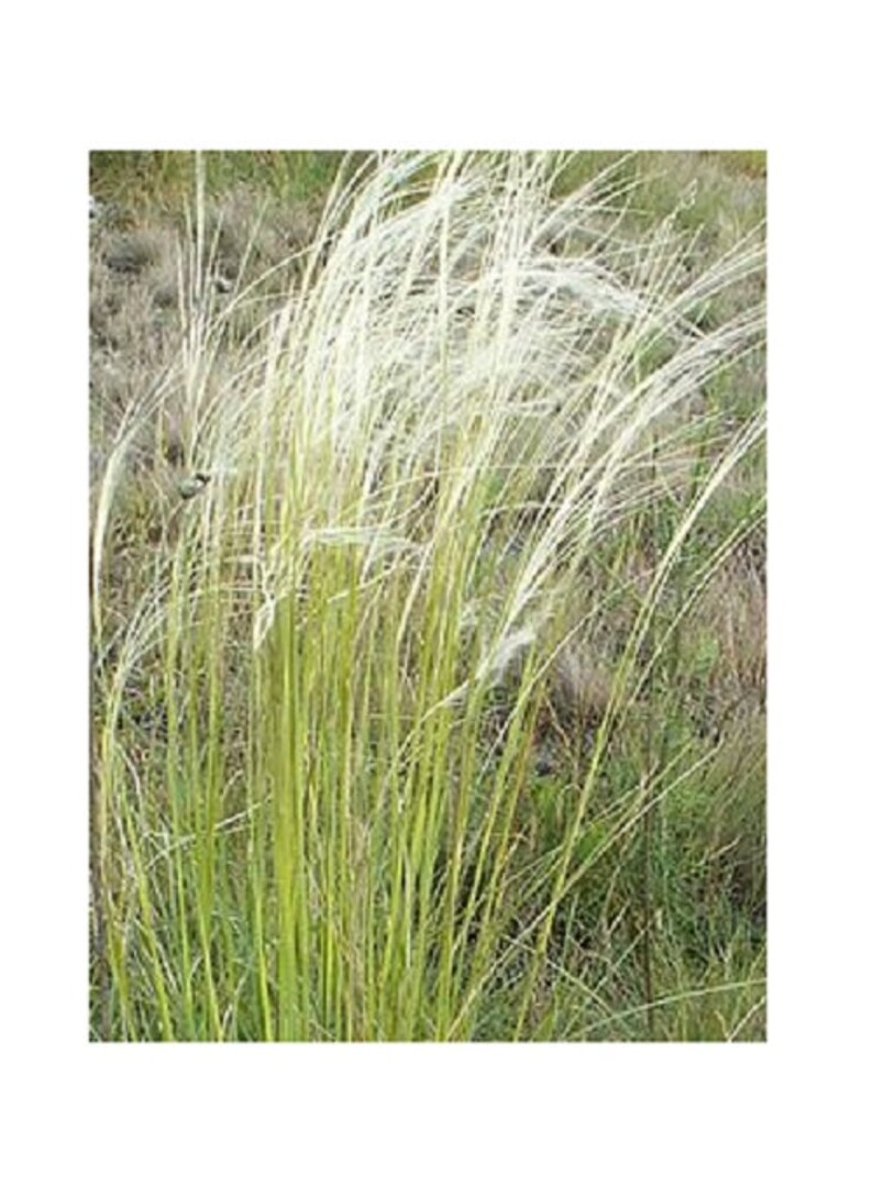 35 Ornamental Stipa spartea AKA Porcupine Grass Seeds | Etsy