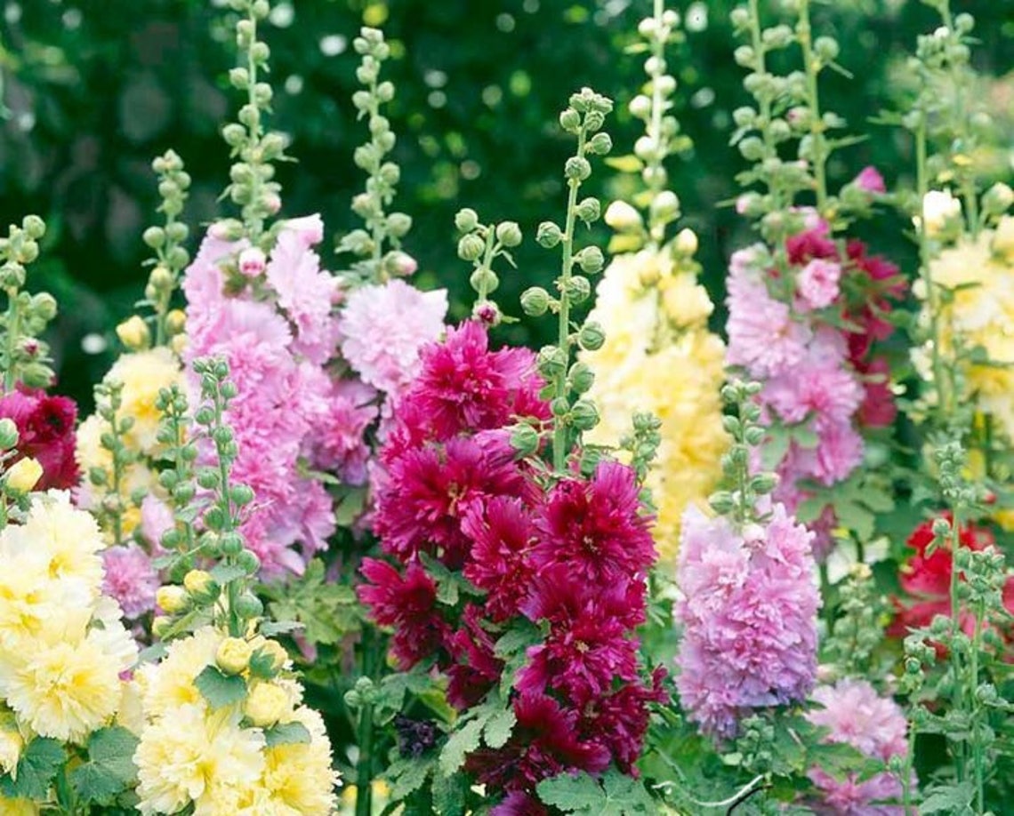 50 Heirloom Hollyhock Summer Carnival Mix Seeds | Etsy