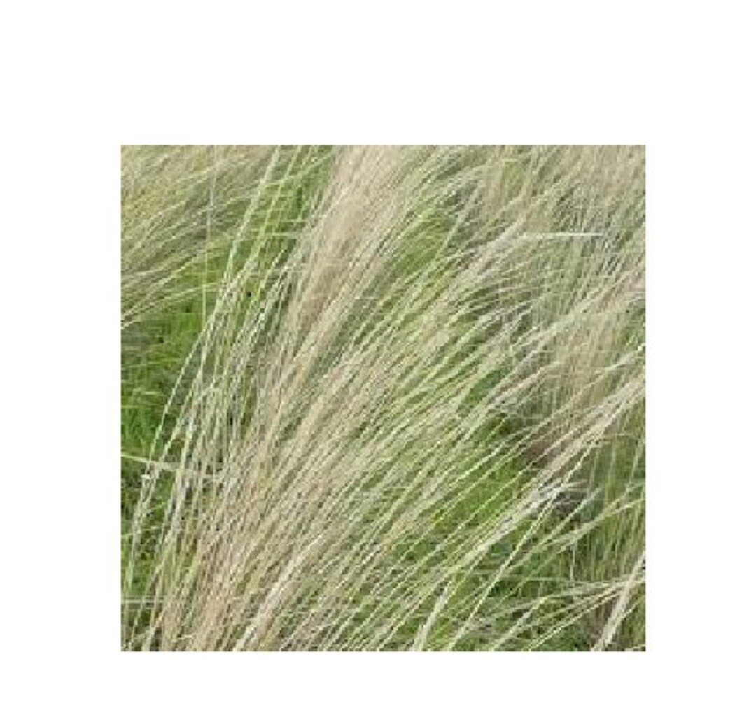 35 Ornamental stipa Spartea AKA Porcupine Grass Seeds - Etsy