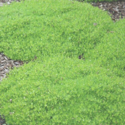 10000 Irish Moss Seeds Sagina Subulata Pearlwort Ground - Etsy
