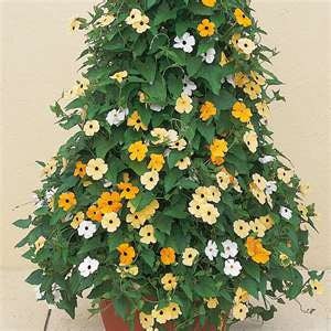 35 HEIRLOOM Black-eyed Susan Susie Mix Vine Flower Seeds - Etsy