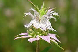 50 Spotted Beebalm Dotted Horsemint Flower Seeds - Etsy