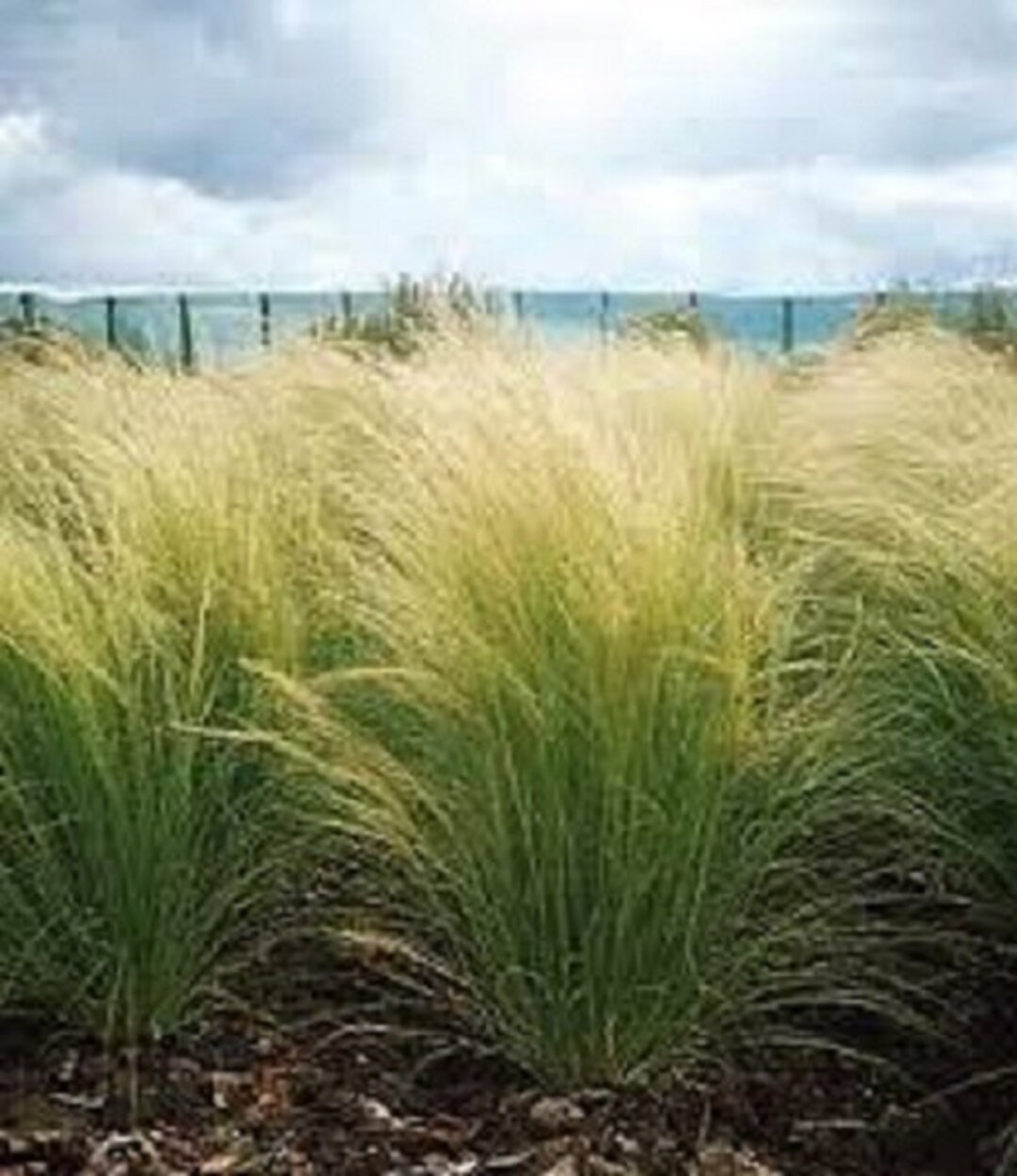 100 Ornamental Mexican Feather Grass Seeds - Etsy