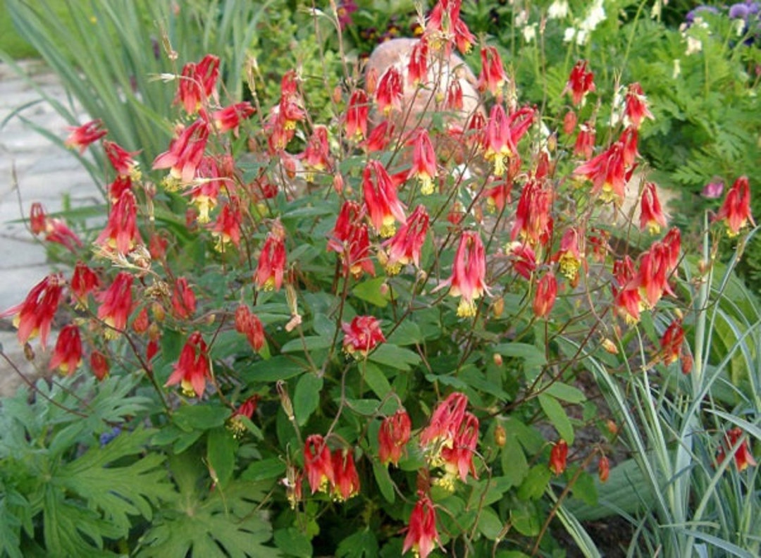 100 Heirloom Aquilegia Columbine Flower Seeds - Etsy