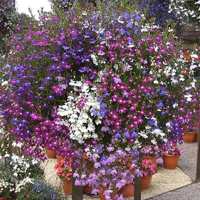 100 Variety Mixed Colors Trailing Regatta Flower Seeds - Etsy
