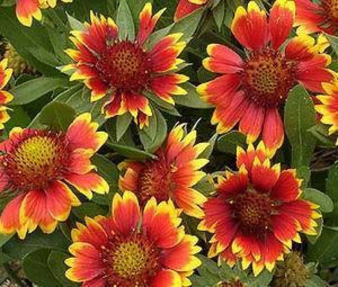 100 HEIRLOOM BLANKET FLOWER, Blanket Flower Seeds - Etsy