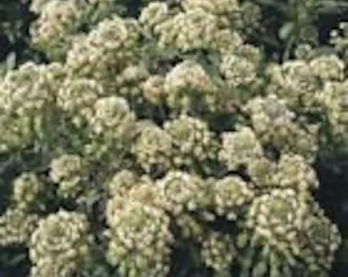 25 Echinacea Magnus Coneflower Flower Seeds - Etsy