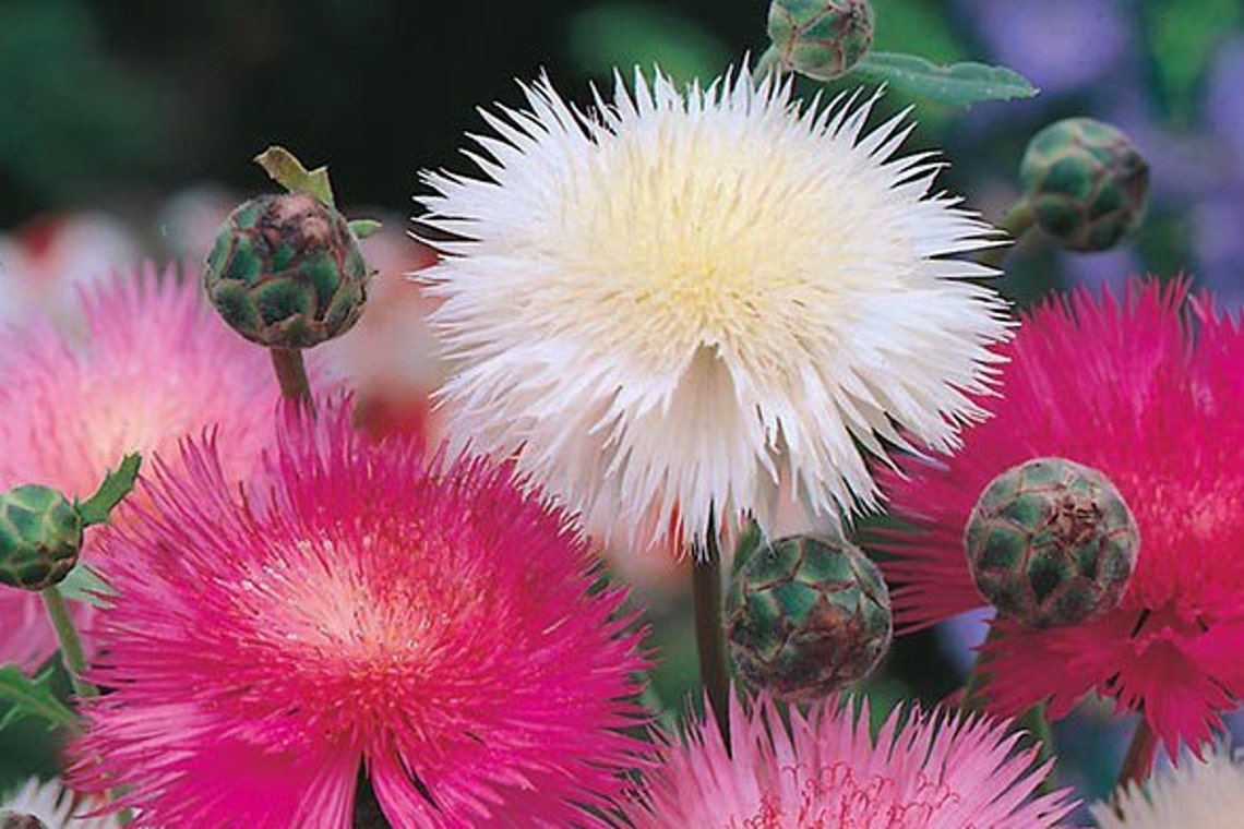 100 Sweet Sultan Imperialis Flower Mix Seeds - Etsy